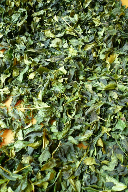 Tales of Japanese tea: Tencha tea factory