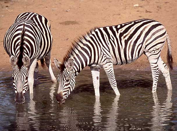 On Wings of Eagles: The Zebra and the Lesson of Timing