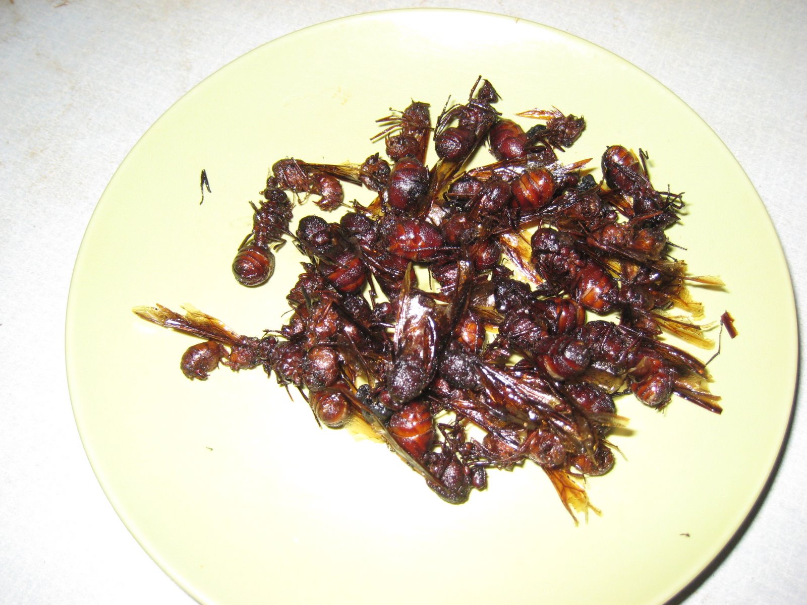 Dingo Farm: Creatures. Love them or eat them