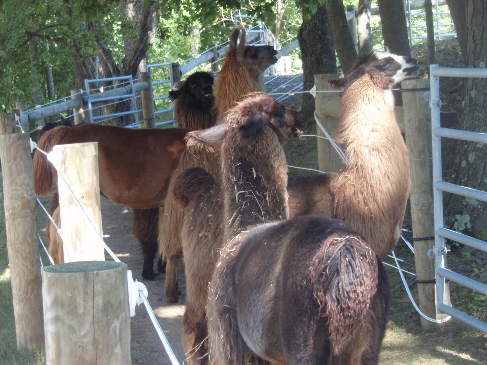 FarmLife: Our First Visit