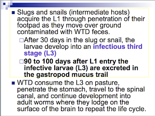 FarmLife: Steve Purdy, DVM on Common Camelid Health Issues at GALA 2010 ...