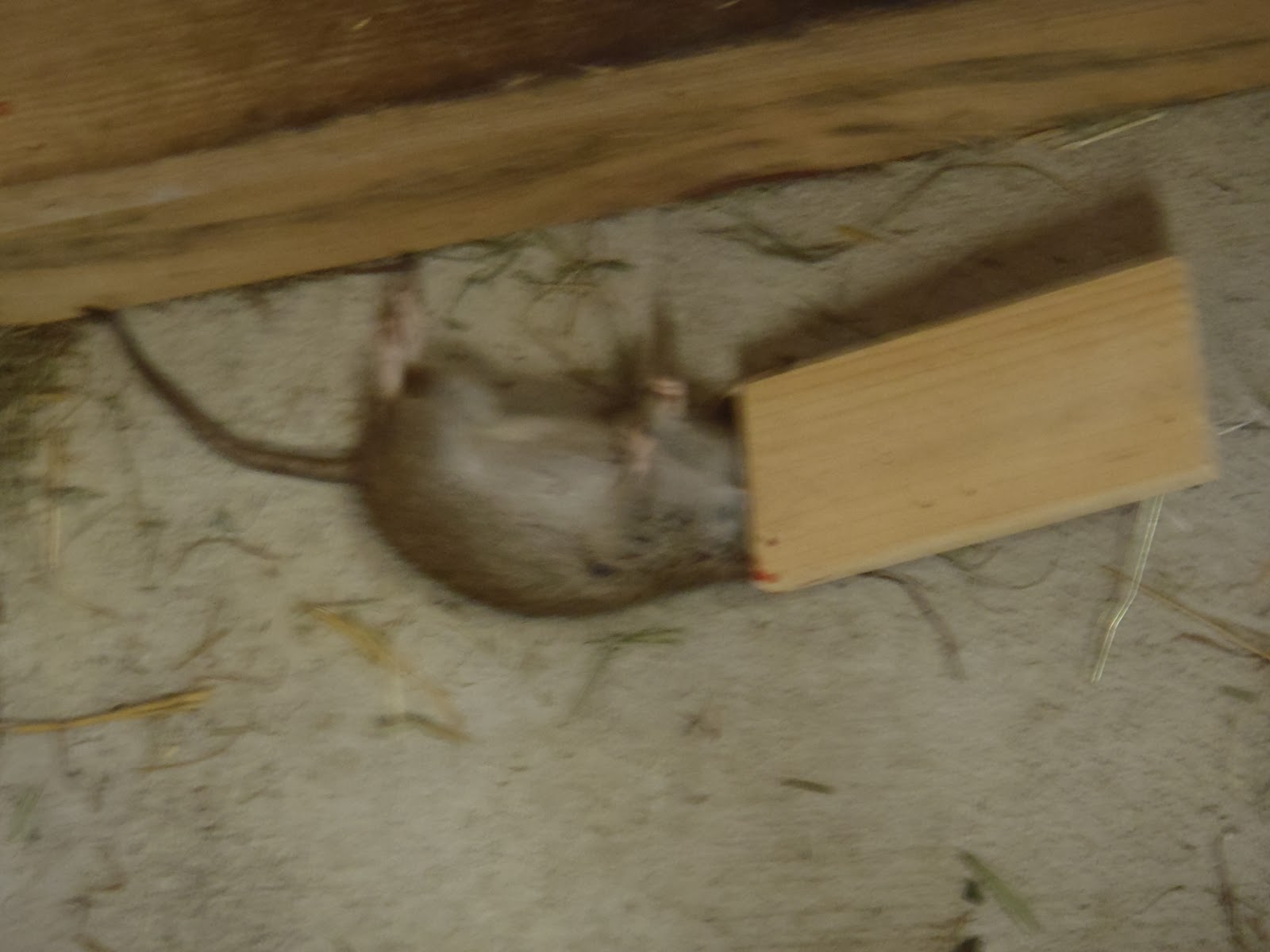 Javas Barn: rat update