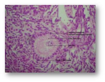 Evolução folicular | Aprender Biologia