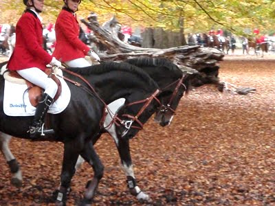 Bonden i stan: Fox hunting in Copenhagen/Dyrehaven/The Deer Park