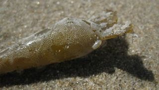 What Do I Know?: Damn This World Is Complicated Part II: Beach Hoppers ...