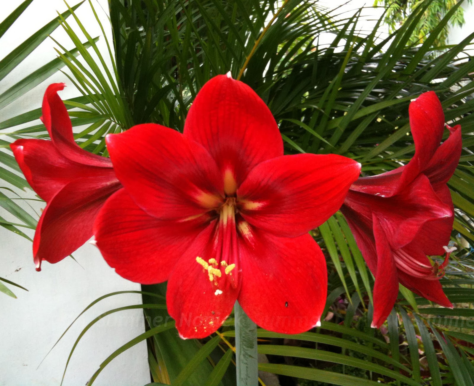 NONIEK: January 2011