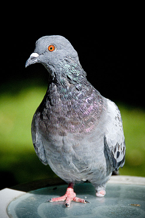 Stöd Duvor Förbundet