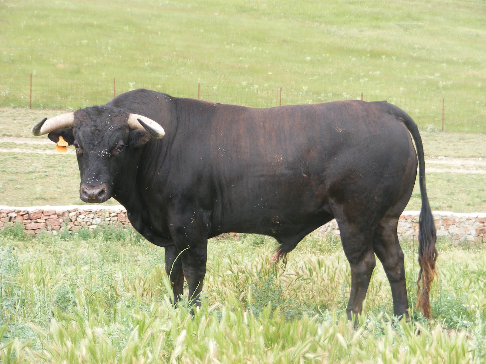GANADERIA :ANTONIO SAN ROMAN: novillo para la concurso de villalba