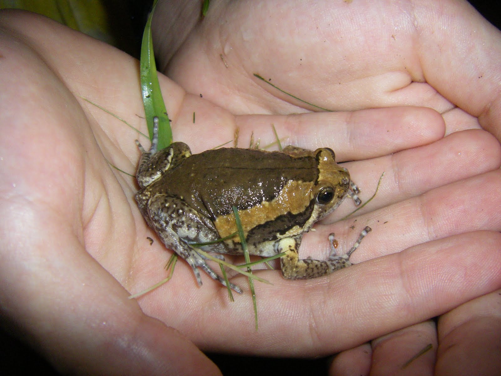 Fauna Photography Formosa: Banded Bull Frog (Kaohsiung)