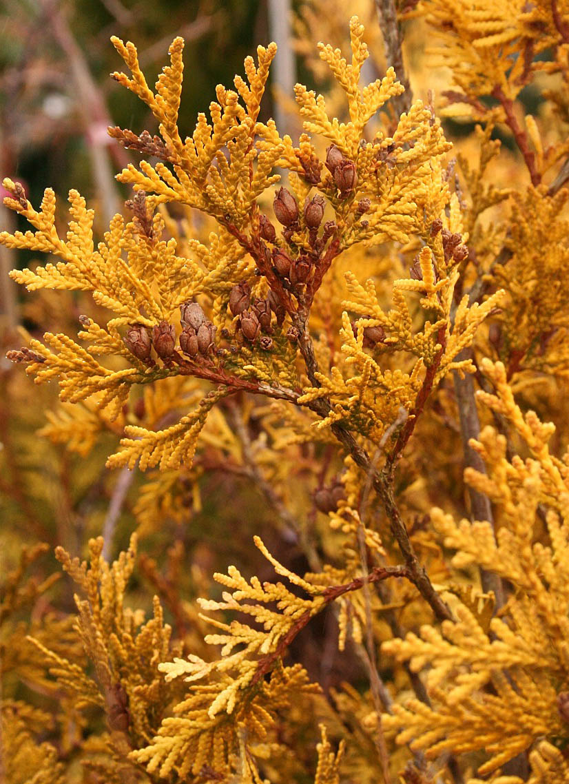 Bloomingwriter: Gardening in Nova Scotia: The End of November Approacheth!