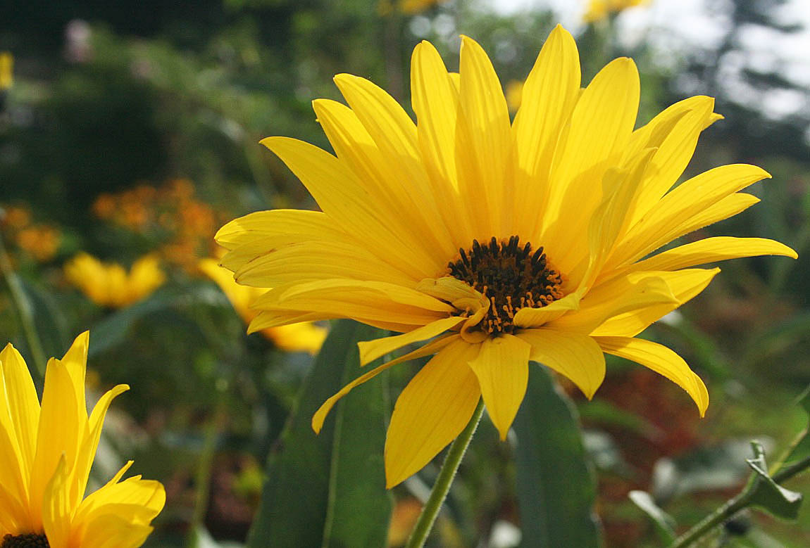 Bloomingwriter: Gardening in Nova Scotia: The October Country...