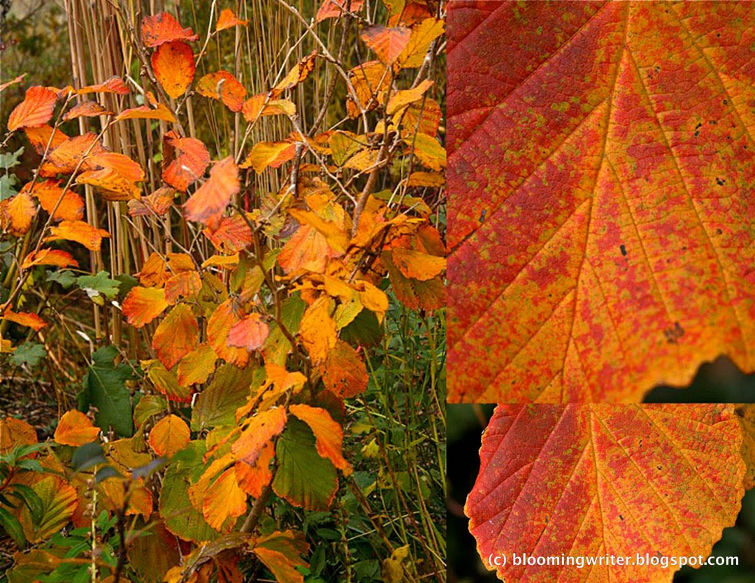 Bloomingwriter: Gardening in Nova Scotia: October 2010