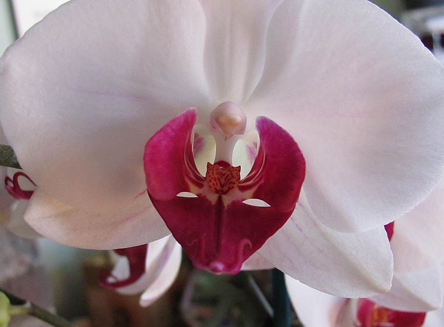 Bloomingwriter: Gardening in Nova Scotia: The garden of indoors ...