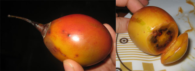 Tree tomatoes | en root rwanda