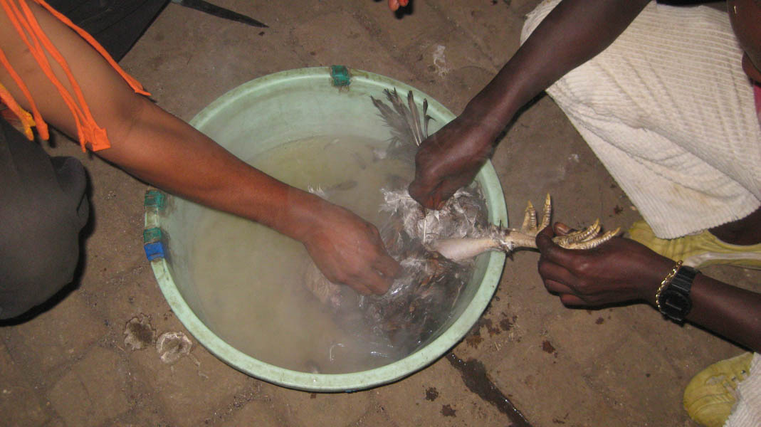 Killing a chicken | en root rwanda
