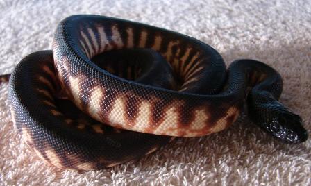 Antmisk Monitors: Black Headed Pythons