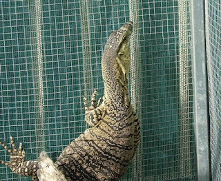 Antmisk Monitors: Monitors