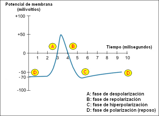 BIOLOGÍA CELULAR Y MOLECULAR: II. ULTRAESTRUCTURA DE LA MEMBRANA ...