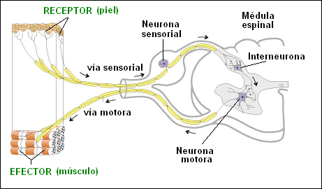 CIENCIAS BIOLOGICAS: TEJIDO NERVIOSO