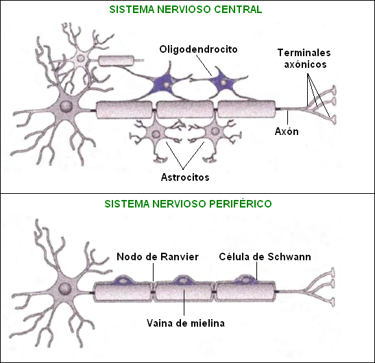 CIENCIAS BIOLOGICAS: TEJIDO NERVIOSO
