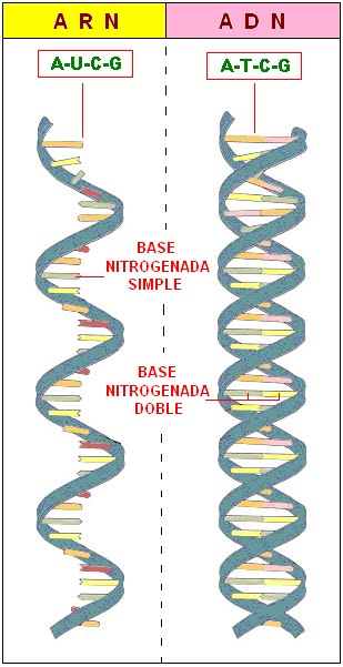 APRENDE A DIFERENCIAR LAS MOLECULAS DEL ADN Y ARN: Historia y descubrimiento de las moléculas de ...