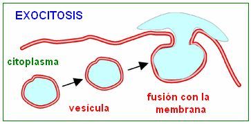 CIENCIAS BIOLOGICAS: FISIOLOGIA CELULAR