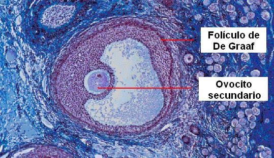 CIENCIAS BIOLOGICAS: OVOGENESIS