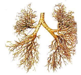 (PDF) Guía 2 sistemas-del-cuerpo-humano - DOKUMEN.TIPS