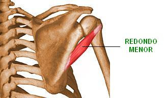 CIENCIAS BIOLOGICAS: ANATOMIA Y FISIOLOGIA DEL SISTEMA MUSCULAR