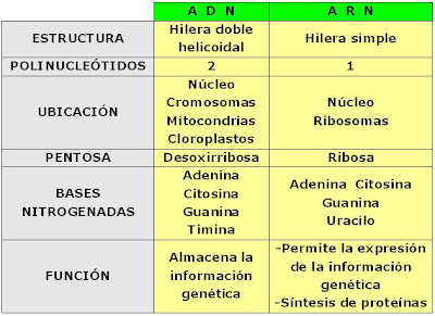 APRENDE A DIFERENCIAR LAS MOLECULAS DEL ADN Y ARN: Historia y descubrimiento de las moléculas de ...