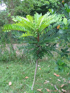 Tongkat Ali @ Eurycoma: How to plant tongkat ali