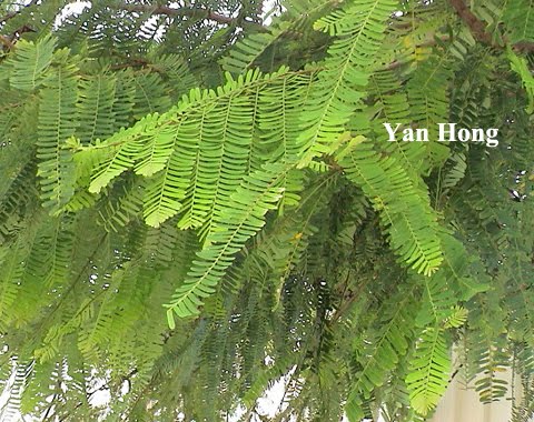 Sweet Memories Of ZuiYanHong: The Legend Of The Malacca Tree