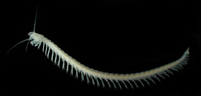 NeuroDojo: Tuesday Crustie: Insect cousin