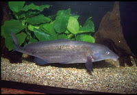 NeuroDojo: Fish in an electric maze