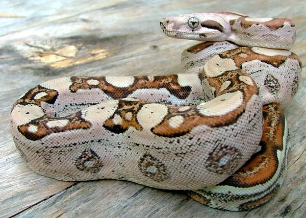 Marmorkrebs: Celebrate diversity: Cornucopia!