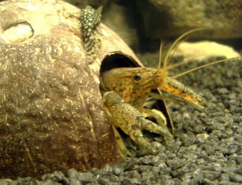 Marmorkrebs: “Invertebrate / amphibian”?