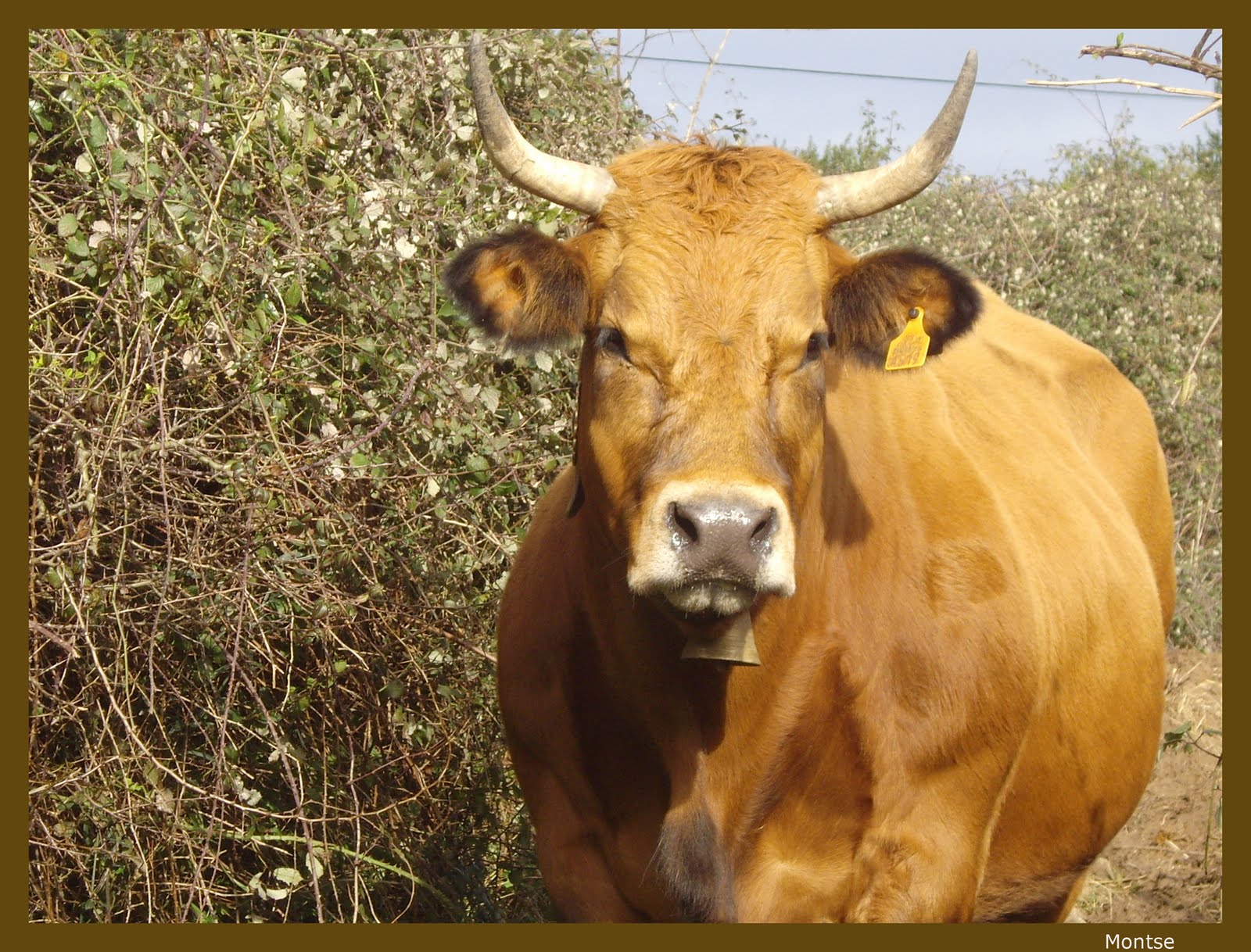 Mitología Asturiana: LA VACA ROXA ASTURIANA