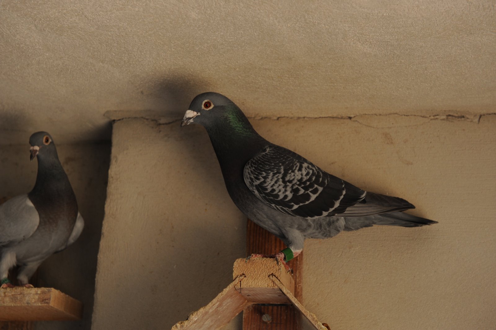 TANDEM VIDAL-VIDAL LONG DISTANCE PIGEONS: 1º DERBY ISLA MALLORCA 2009 ...