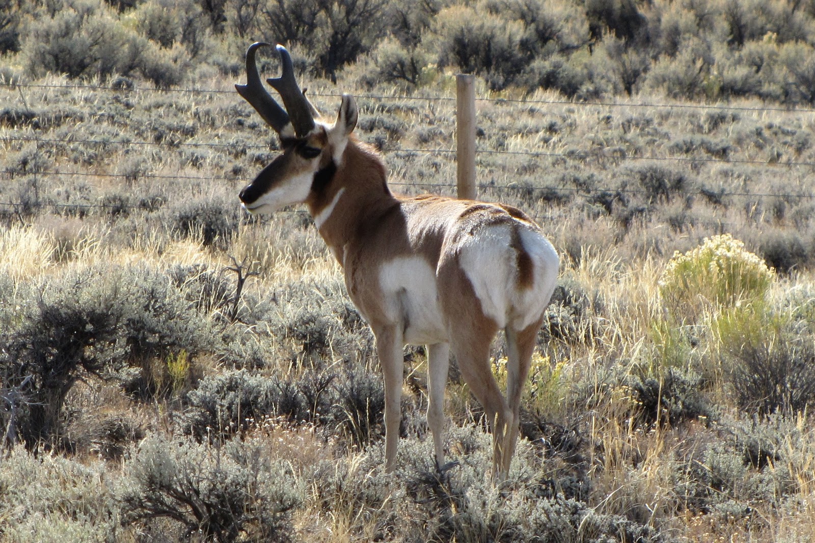 To Behold the Beauty: Homeward Bound