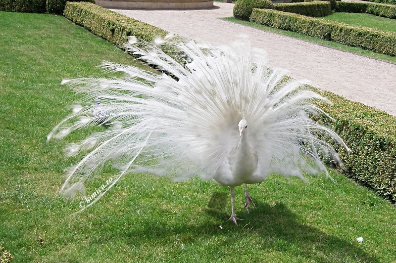 Linkuri agricole: Pauni