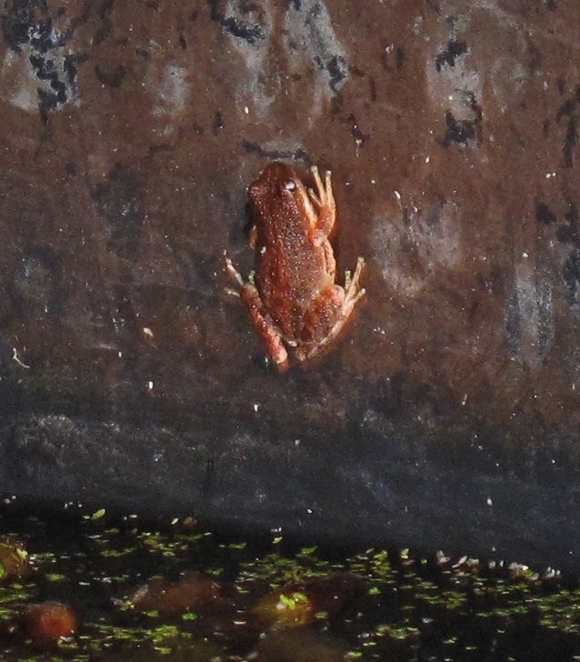 List 97+ Pictures Close Up Of A Frog Croaking Superb