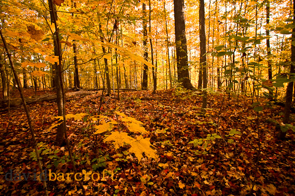 David Barcroft Photography: Maple Sugar Bush