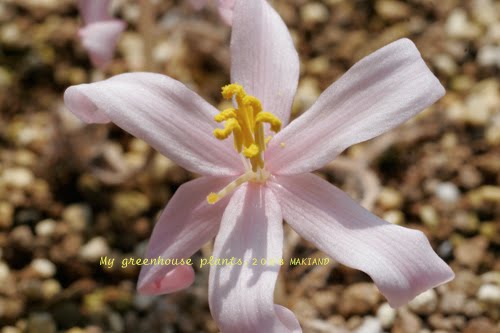 ERIOQUEST: ゲチリス ヴィローサ Gethyllis villosa