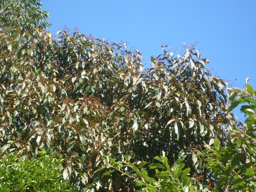 Canela e Canelas: Canela Amarela