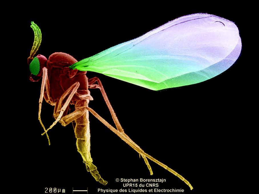 Microscopie & Gribouillis: Moustique