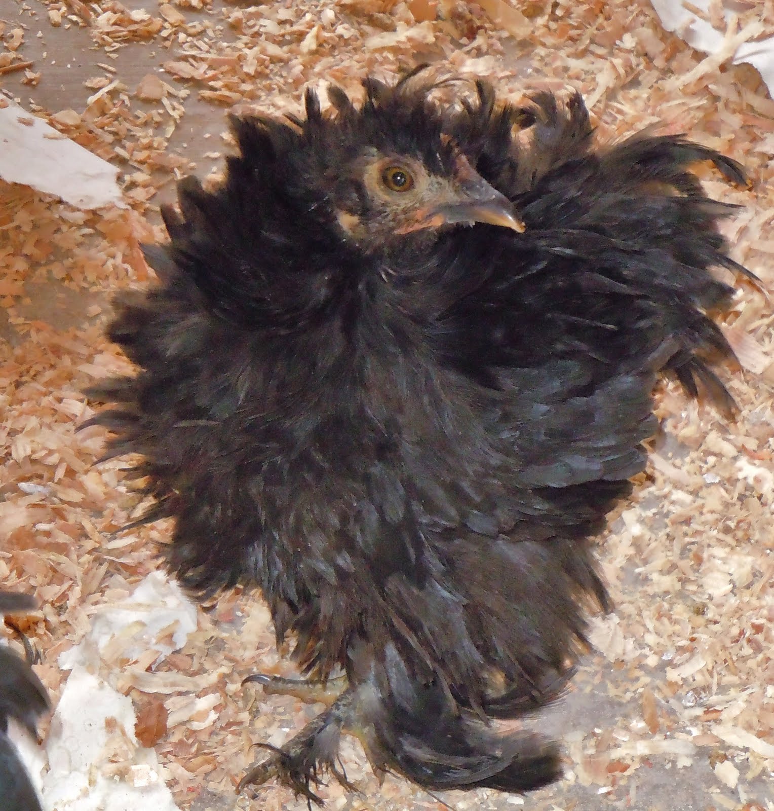 WonkyGirls Journal : July 2010