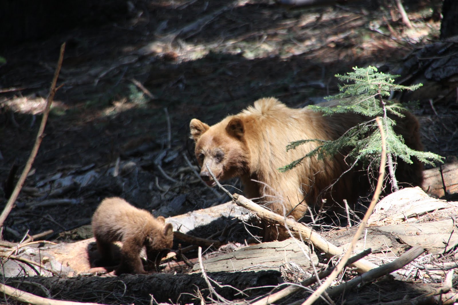 Ranger Dave Blog - Yosemite: Bear Kill