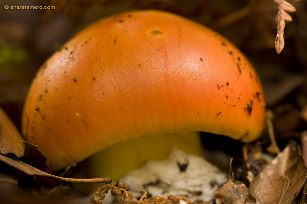 Departamento de Biología IES Laguna de Tollón: Tiempo de setas