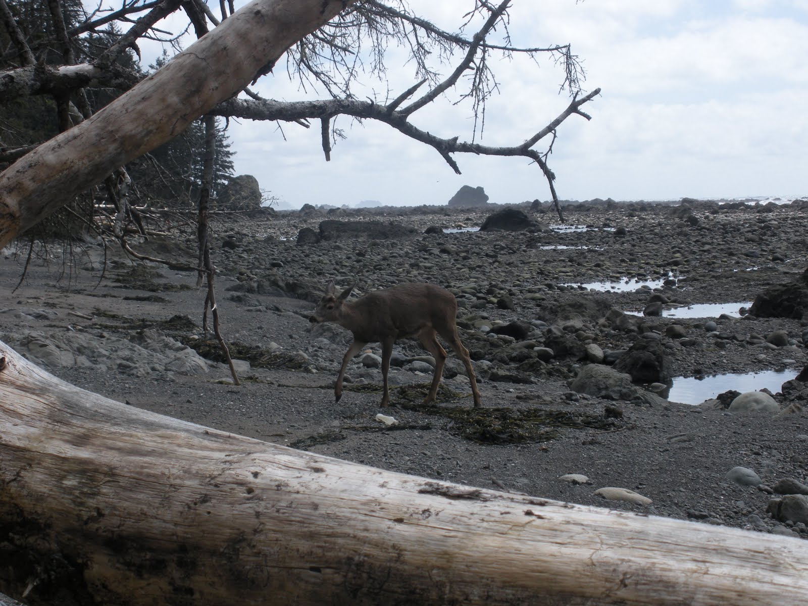 Cutting Open an Animal and Crawling Inside to Survive a Storm in the ...