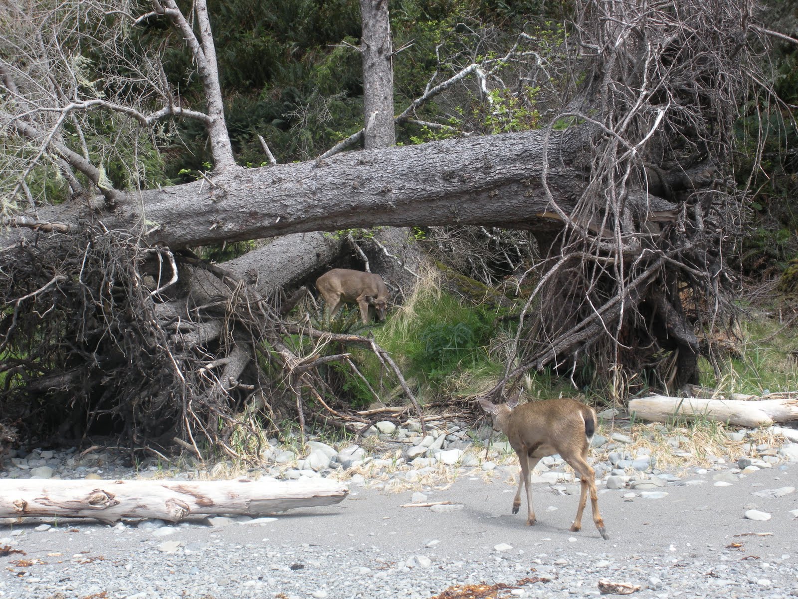 Cutting Open an Animal and Crawling Inside to Survive a Storm in the ...